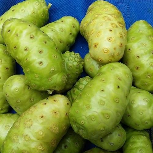 Jual Buah mengkudu atau pace - Jakarta Selatan - Yakuza herbal holiktra ...