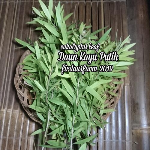 Jual Daun Kayu Putih Segar Eucaliptus Melaleuca leucadendra Herbal ...