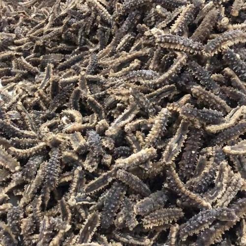 Jual Teripang Duri kering / haisom / Sea Cucumber / Timun Laut 干刺参 ...