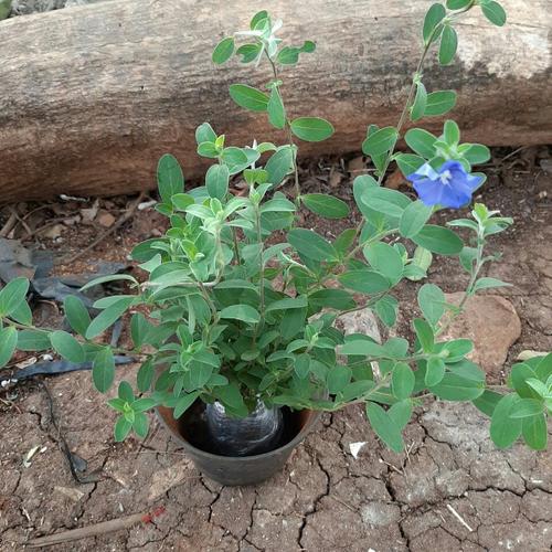 Jual BLUE EYE -tanaman bunga mata biru - Kab. Bogor - Aina Taman ...