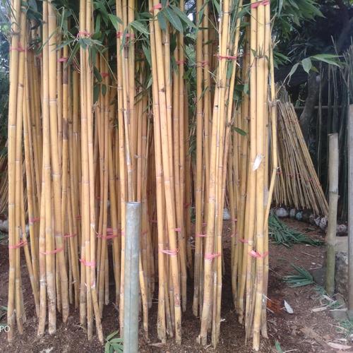 Jual tanaman hias bambu kuning panda (4-6) tinggi 1,5M-2,5M - Kota ...