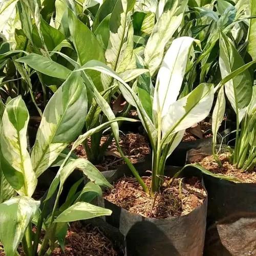 Jual Pohon Peace Lili Variegata - Kab. Bogor - Central Tanaman Hias ...