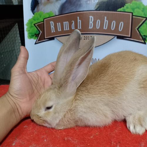 Kelinci Flemish Giant