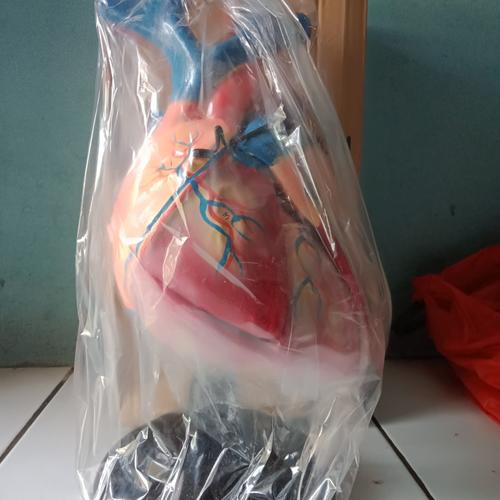 Jual MODEL JANTUNG MANUSIA / TORSO JANTUNG / ALAT PERAGA BIOLOGI ... Jual MODEL JANTUNG MANUSIA / TORSO JANTUNG / ALAT PERAGA BIOLOGI ...