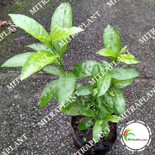 Jual Bibit Bunga Arumdalu - Pohon Bunga Melati Arum Dalu - Tanaman Hias ...