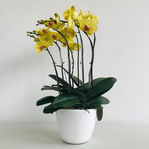 Jual Anggrek bulan mini 10 pohon vas marble - Jakarta Selatan - Aroha ...