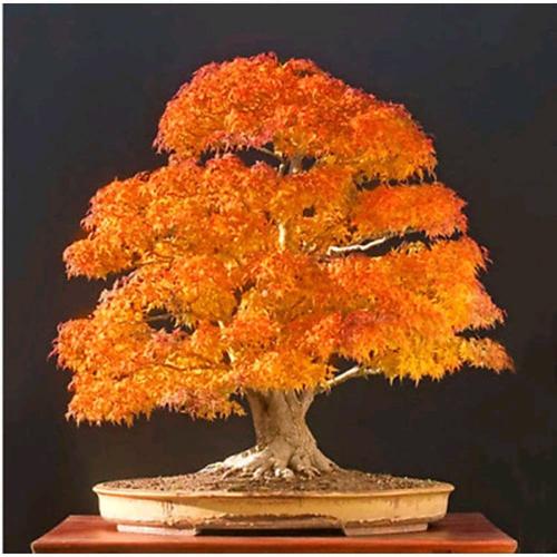 Jual Bibit Benih Biji Pohon Bonsai Maple Kuning Acer Truncatum Shantung ...