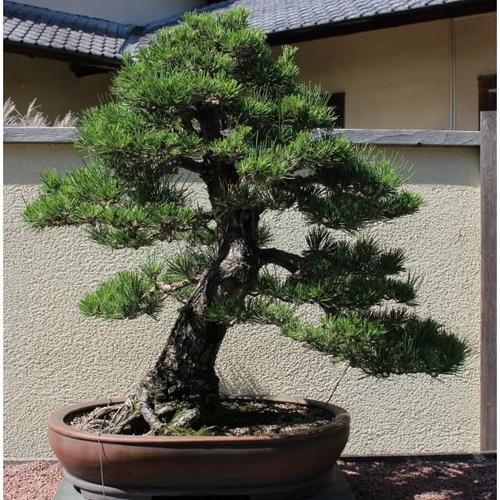 Jual Bibit Benih Biji Pohon Japanese Black Pine Bonsai Pinus Hitam ...