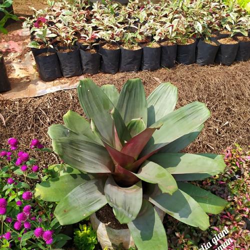 Jual Tanaman bromelia giant,bromelia besar - Kota Bogor - EXSOTIC TAMAN ...