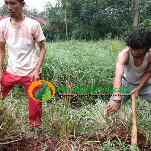 Jual Rumput Vetiver Rumput Penahan Erosi longsor - Kab. Bogor - PUSAT ...