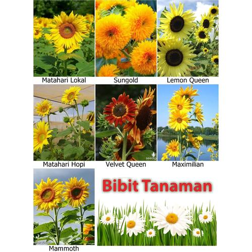 Jual PAKET HEMAT Bibit / Benih Bunga Matahari Unik Dan Cantik Isi 7 ...