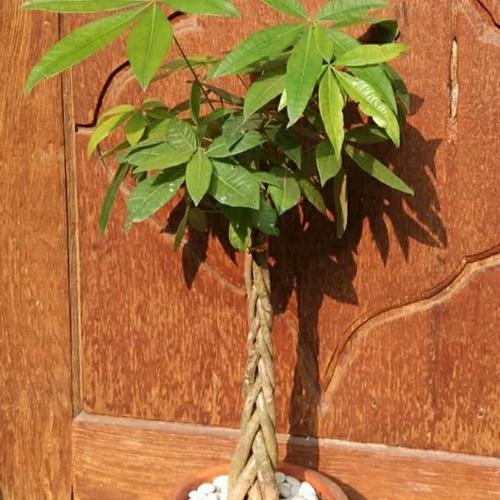 Jual tanaman hias indoor pacira - Jakarta Utara - subur alam nursery ...