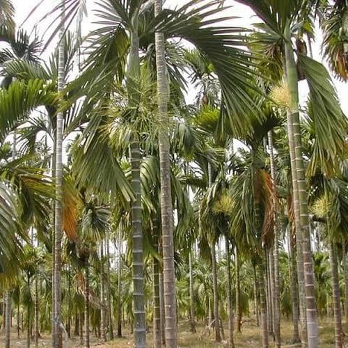 Jual Kulit Pohon Pinang Segar 1kg - Kab. Pangandaran - Kebun Herbal ...