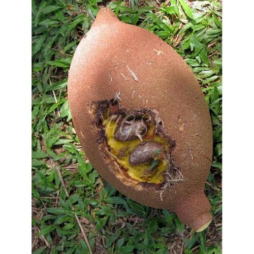 Jual Bibit Tanaman Buah Kluwek Kepayang Picung - Kota Batu - Family ...