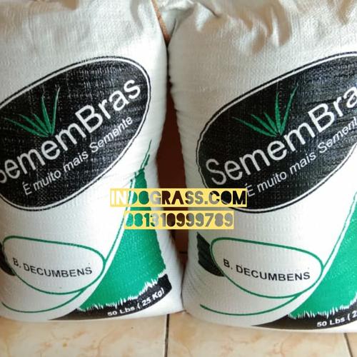 Jual Benih Biji Rumput Pakan Ternak (Signal Grass) - Kab. Bogor ...