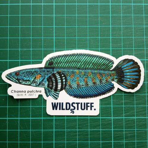 Jual sticker Wildstuff. - Channa pulchra - Kota Bogor - Wildstuff ...
