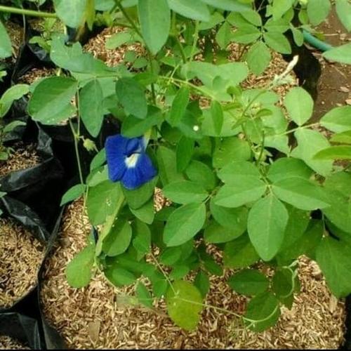 Jual Pohon bunga Telang - Tanaman Herbal Pohon Bunga Telang - Kab ...