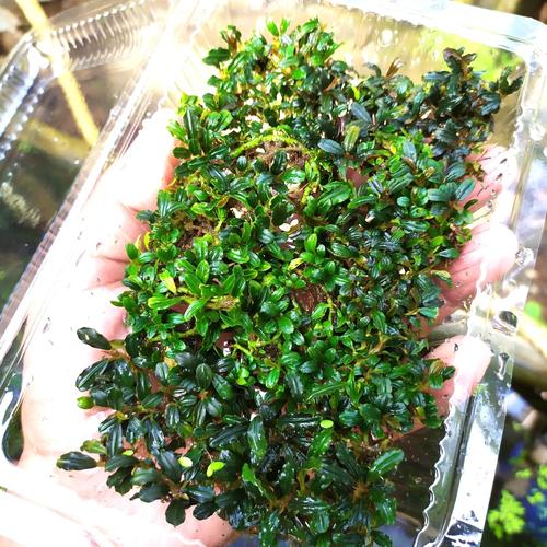 Jual bucephalandra mini boyan porsi mika - Kab. Boyolali - ...#. TUTUP ...