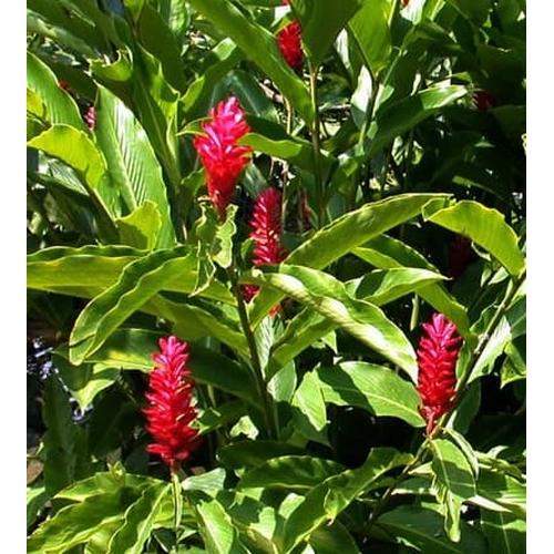 Jual Readystock Tanaman Lengkuas Merah - Kota Bekasi - Kebun Herbal ...