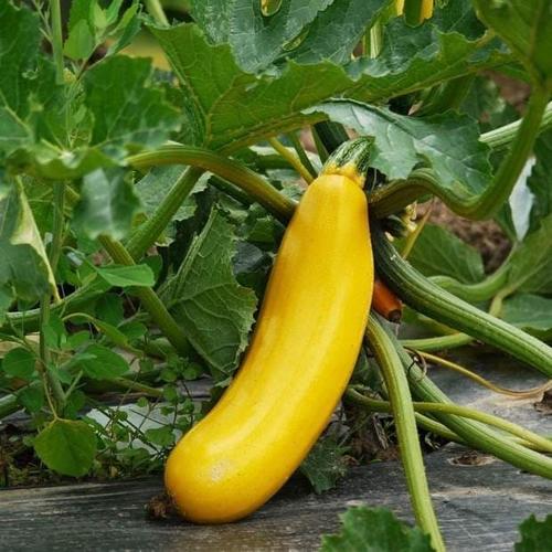 Jual Bibit Benih Biji Buah Zuchini Kuning - Golden Zucchini Summer ...