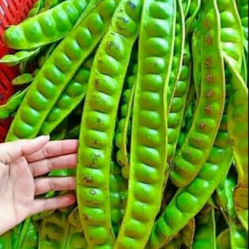 Jual BIBIT POHON PETAI GOBANG 1M - Kota Bogor - puspa herbal | Tokopedia