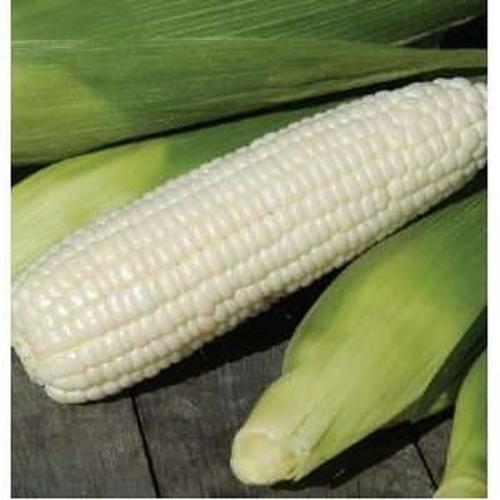Jual Bibit Benih Biji Jagung Putih - White Corn Untuk Kesehatan Isi 30 ...