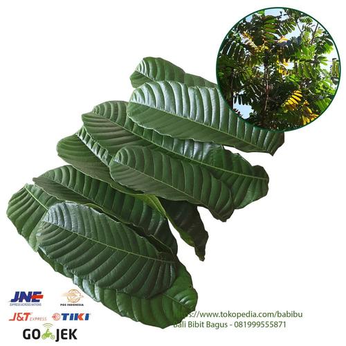 Jual Daun Matoa Segar - Obat Herbal Untuk Batu Ginjal dan Batu Empedu ...