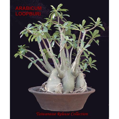 Jual Bibit / Benih Biji Adenium Arabicum Yak Lop Bu Ri Isi 10 - Jakarta ...