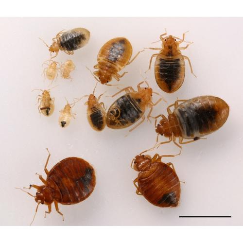Jual Basmi Kutu Bed Bugs - Jakarta Selatan - Tukang Basmi Hama | Tokopedia