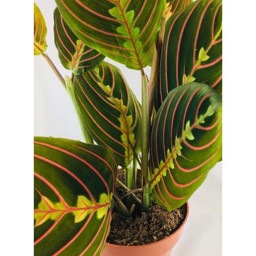 Jual BIBIT TANAMAN HIAS CALATHEA MARANTA PINK STRIPE - Kota Batu ...