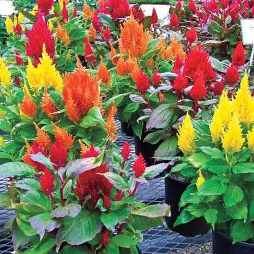 Jual Bibit Benih Biji Bunga Jengger Ayam Celosia Feathered Mix Warna ...
