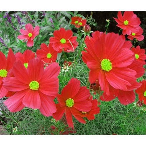 Jual Bibit Benih Biji Bunga Kenikir - Cosmos Dazzler Red Flower Isi 20 ...