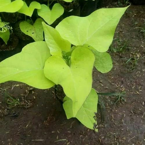 Jual Tanaman hias ubi kuning - tanaman rambat ubi kuning - Kab. Bogor ...