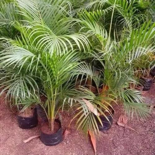 Jual Palem Kuning - Pohon Palm Kuning - Kab. Bogor - Icha Taman | Tokopedia