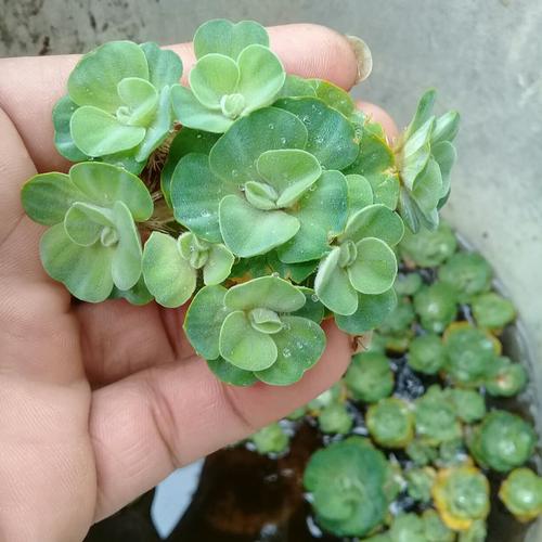 Jual tanaman apu apu mini - Jakarta Barat - Yakuza herbal holiktra ...
