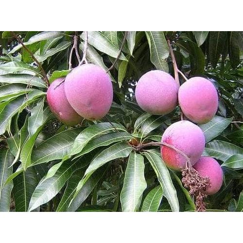 Jual Bibit Tanaman Buah Mangga Madu Anggur pohon mangga - Kota Malang ...