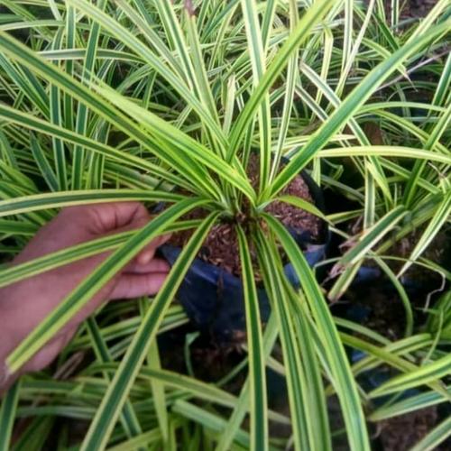 Jual Tanaman Hias Pandan Kuning Tanaman Pandan Afrika Tanaman Pandan ...