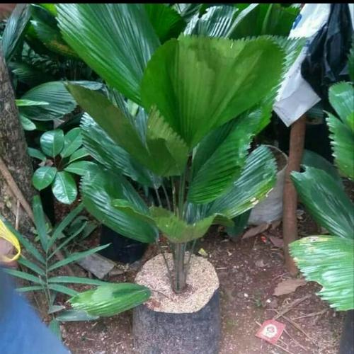 Jual tanaman hias palem kol besar 80-100cm - pot+tatakan - Kota ...
