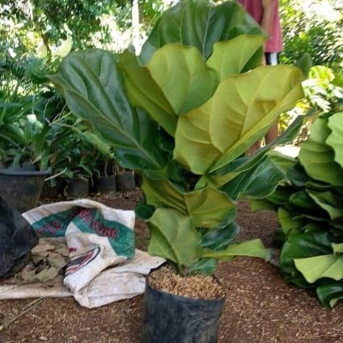 Jual Pohon Biola Cantik - Taman Hias Indoor Pohon ketapang Biola cantik ...