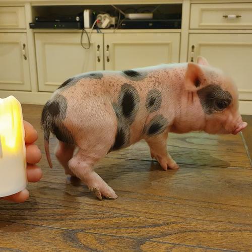 Jual babi mini/ micro pig dalmatian - Kab. Banyumas - Jajapstore ...