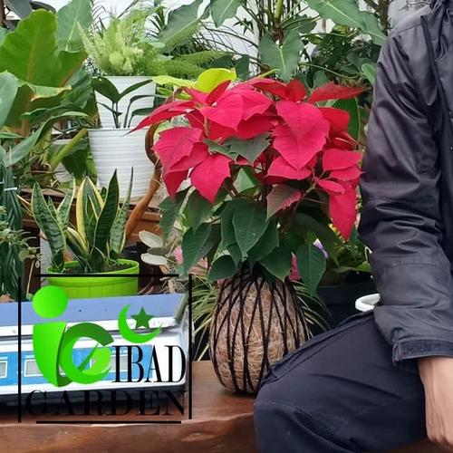 Jual KOKEDAMA bunga KASTUBA daun MERAH | Tanaman indoor atau teduh ...