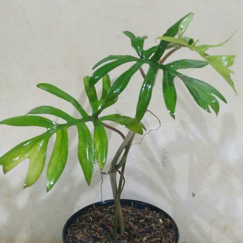 Jual Tanaman hias philodendron mayoi - tanaman pot philo xanadu - Kab ...