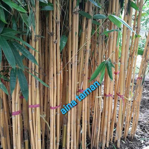 Jual POHON BAMBU KUNING BAMBU PANDA-tanaman bambu kuning - Kab. Bogor ...