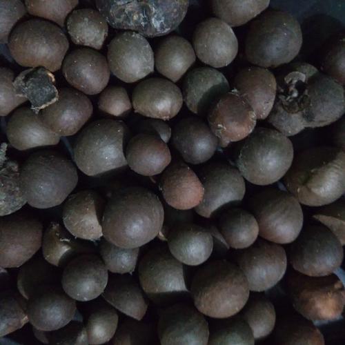 Jual benih biji daun teh 1 pcs isi 30 butir - Kab. Bogor - Meydiyan ...