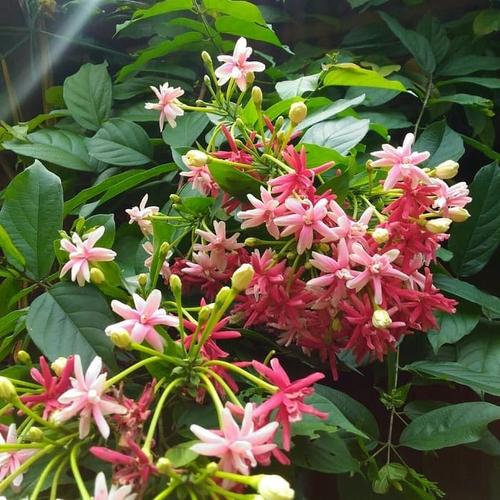 Jual Pohon Melati Belanda / Tanaman Rambat Pohon melati Belanda - Kab ...