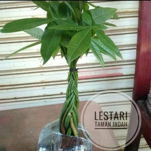 Jual tanaman hias pacira kepang 9 - money tree - pohon uang - Kab ...