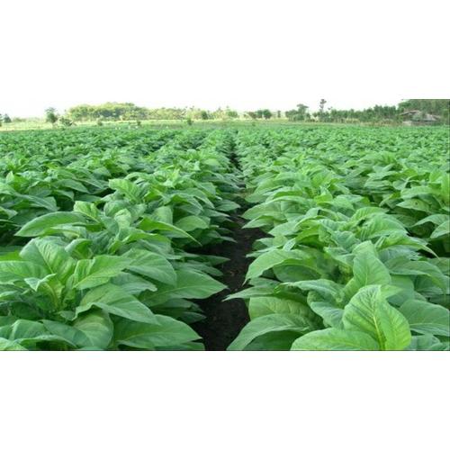 Jual 60 butir) biji benih tanaman bunga tembakau / nicotiana tabacum ...