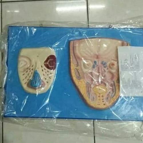 Jual Model Hidung / Torso hidung - Kota Bekasi - mitraalatperaga ...