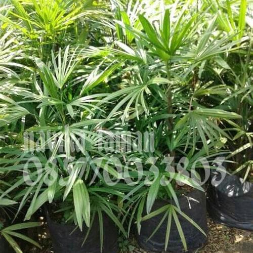 Jual Pohon Palem Regu uk.50-65cm - Pohon Palem wregu Indoor Dan Outdoor ...