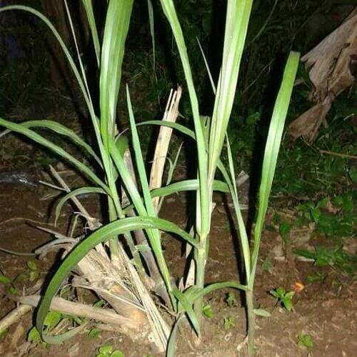 Jual BIBIT SETAK BATANG TERUBUS/TERUBUK/TURUBUK/TELOR TEBU/ - Jakarta ...